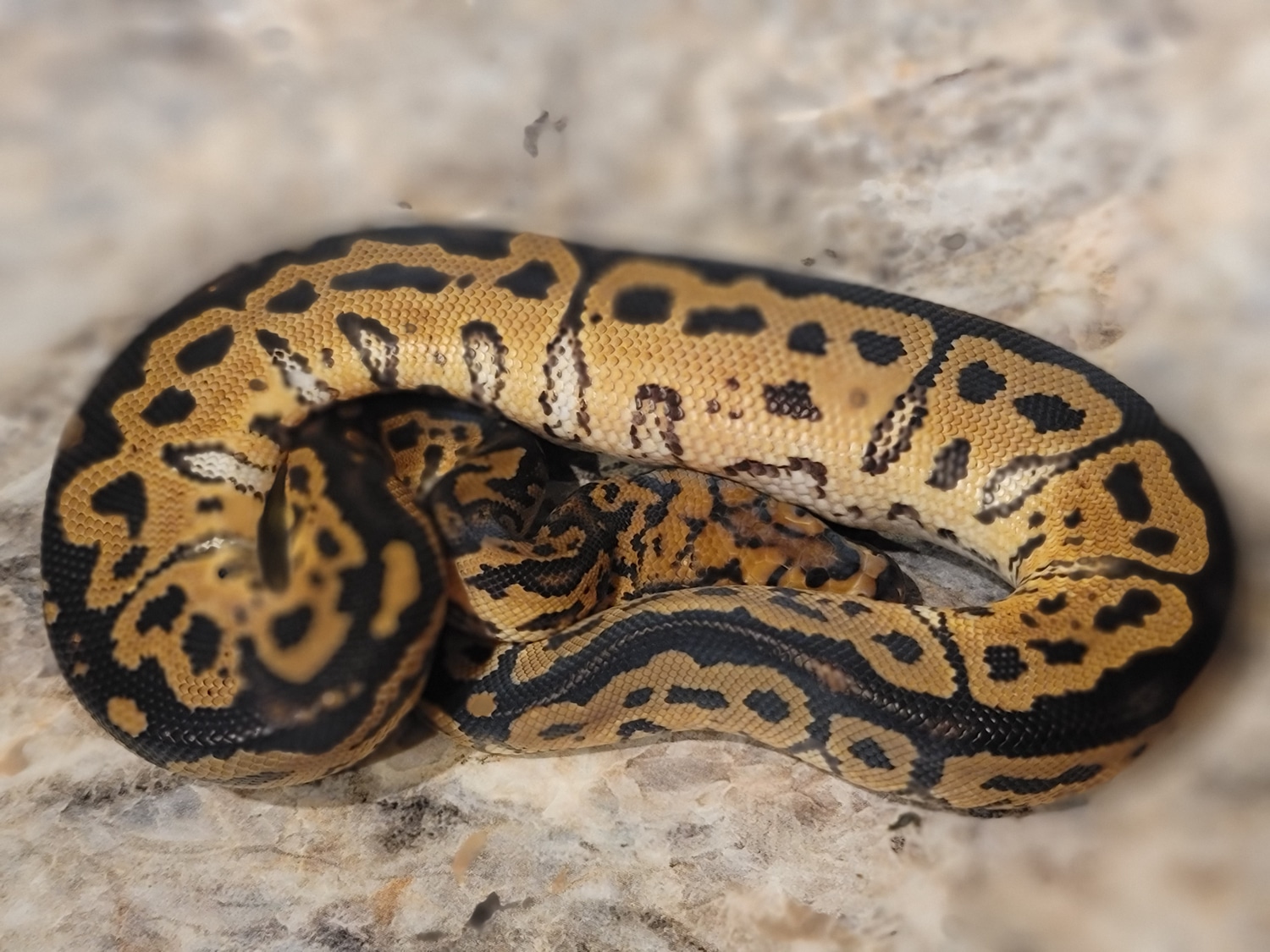 Grim Blade Clown Ball Python by Hobson Family Reptiles - MorphMarket