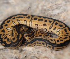 Grim Blade Clown Ball Python by Hobson Family Reptiles - MorphMarket