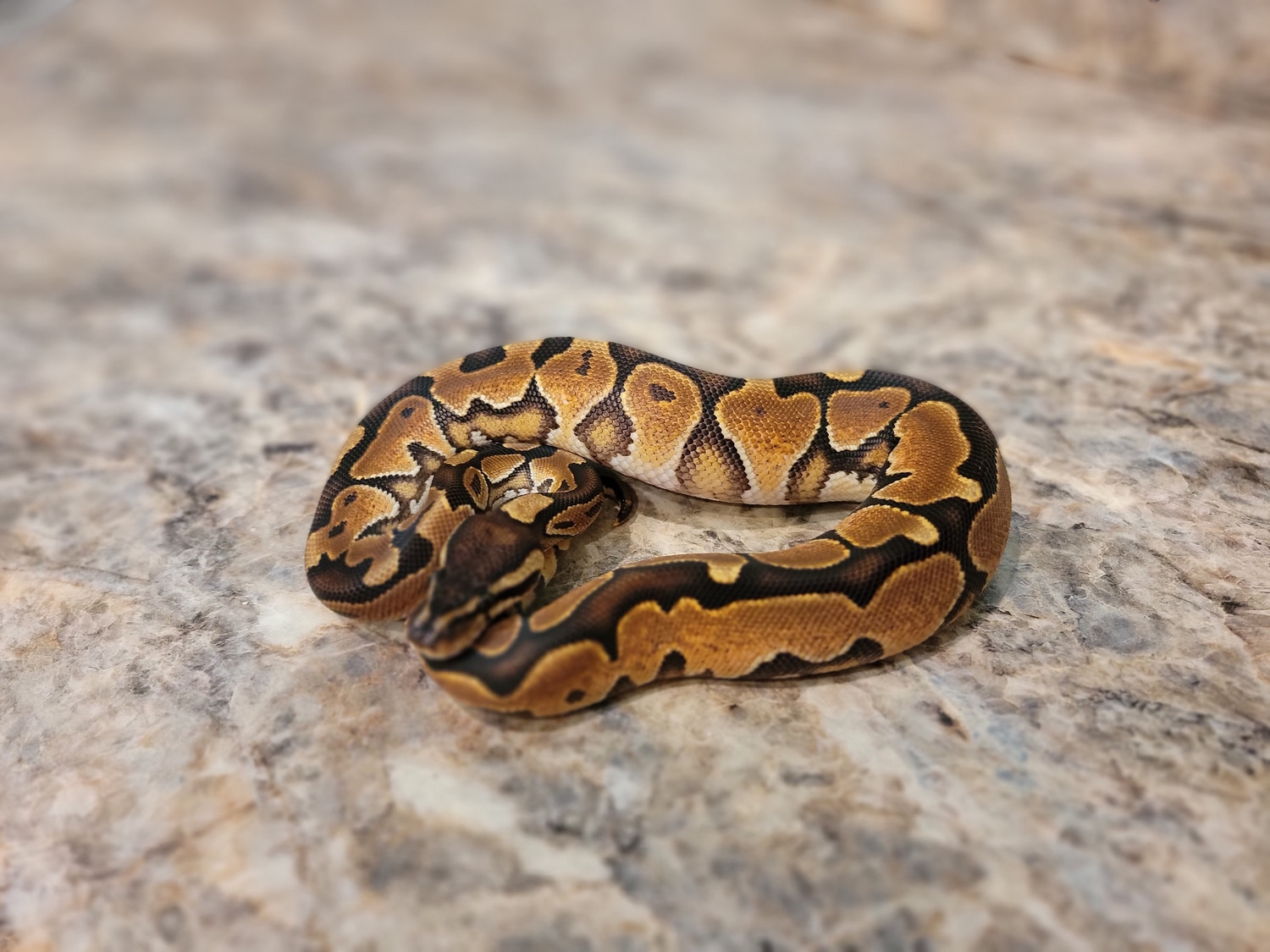 Black Pastel Enchi Ball Python by Hobson Family Reptiles - MorphMarket