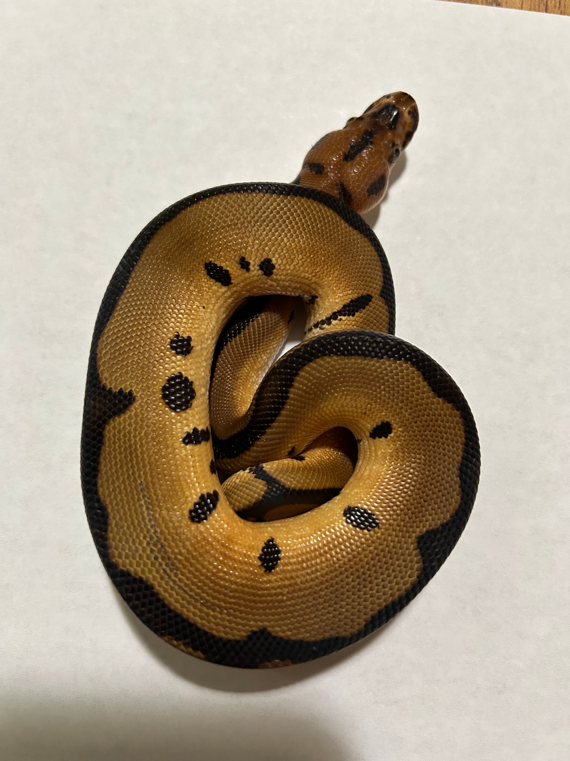 Blade Clown Ball Python by For Goodness Snakes - MorphMarket