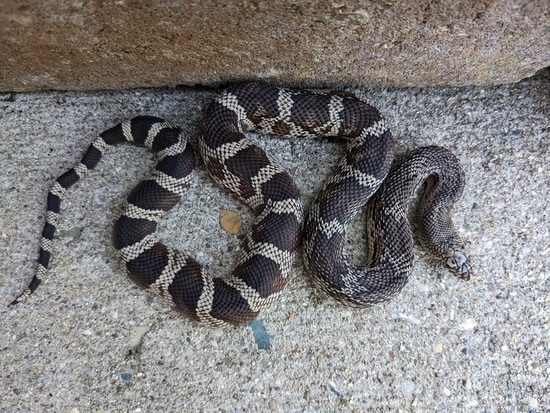Escambia Cty. Florida Pine Snake by Sawfish Reptiles