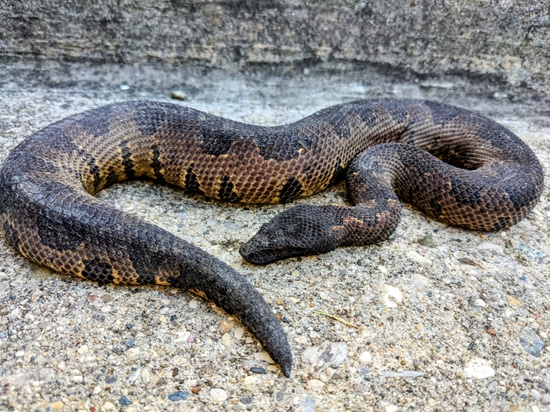 Viper Boa!! by Sawfish Reptiles