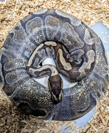 Proven Enchi GHI Ball Python by Sawfish Reptiles