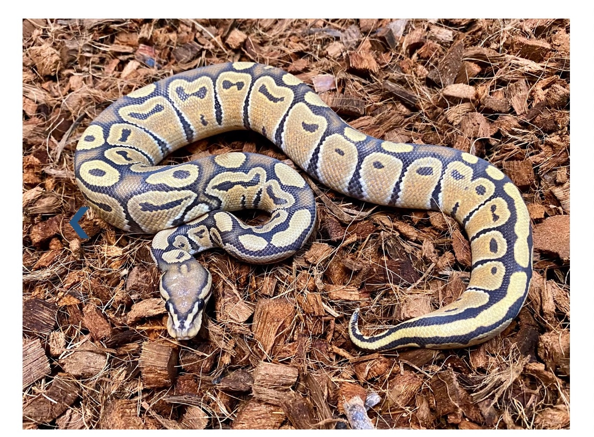 Ghost Ball Python by Fangs and Stingers - MorphMarket