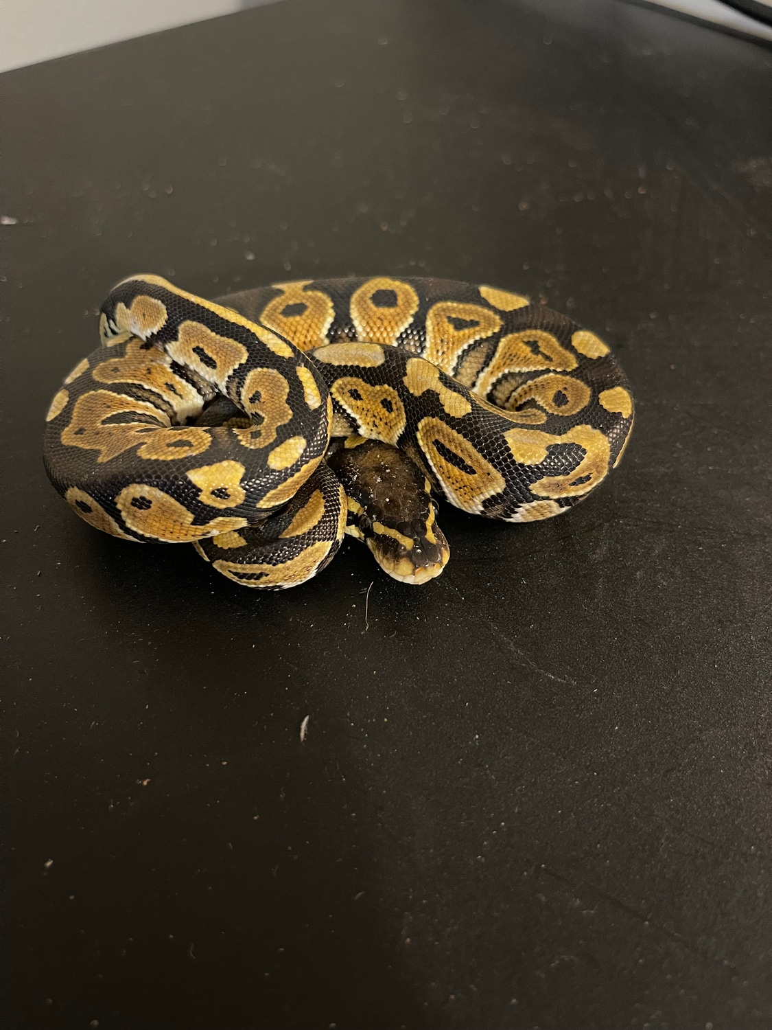Mocha Mystic Ball Python by Fangs and Stingers - MorphMarket