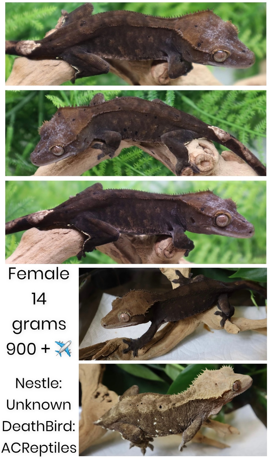 (FAB Nestle Line) Dark/Charcoal With Dal Spotting Crested Gecko by ...