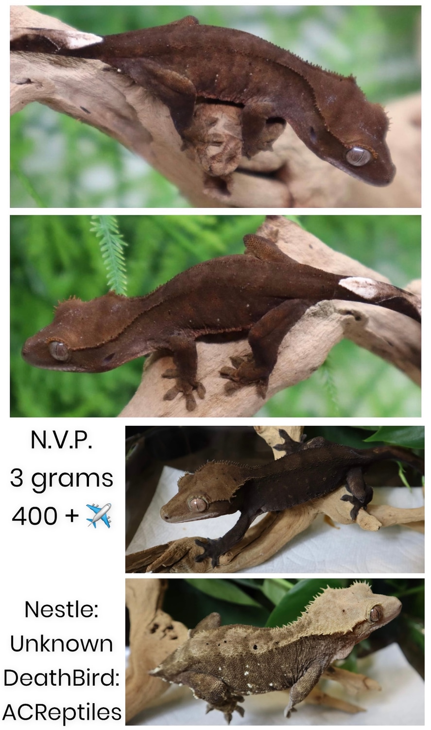 (FAB Nestle Line) Dark Patternless Baby With Portholes Crested Gecko by ...