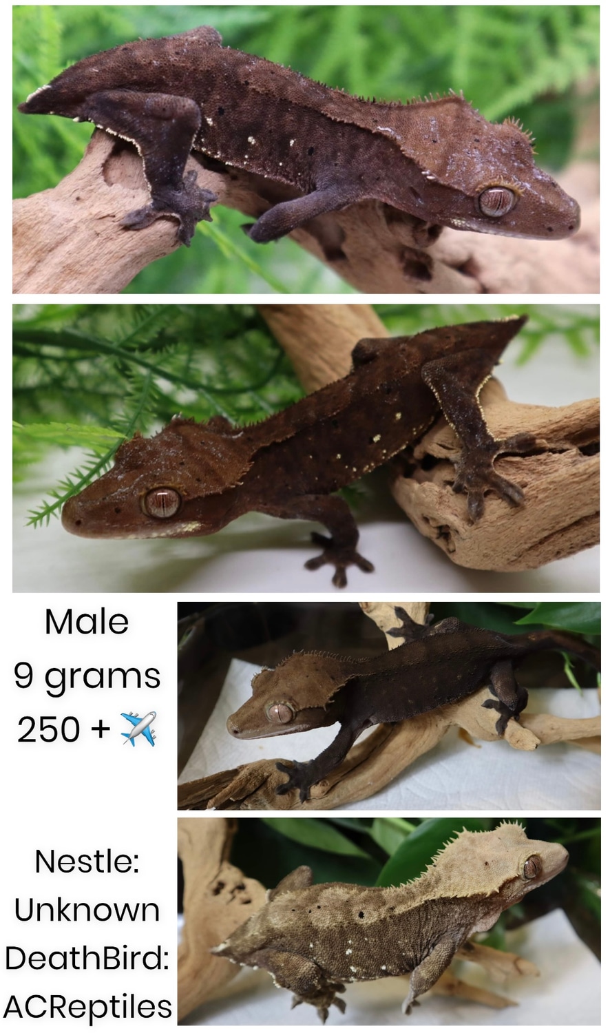 (FAB Nestle Line) Lots Of Portholes Dark Patternless Crested Gecko by ...