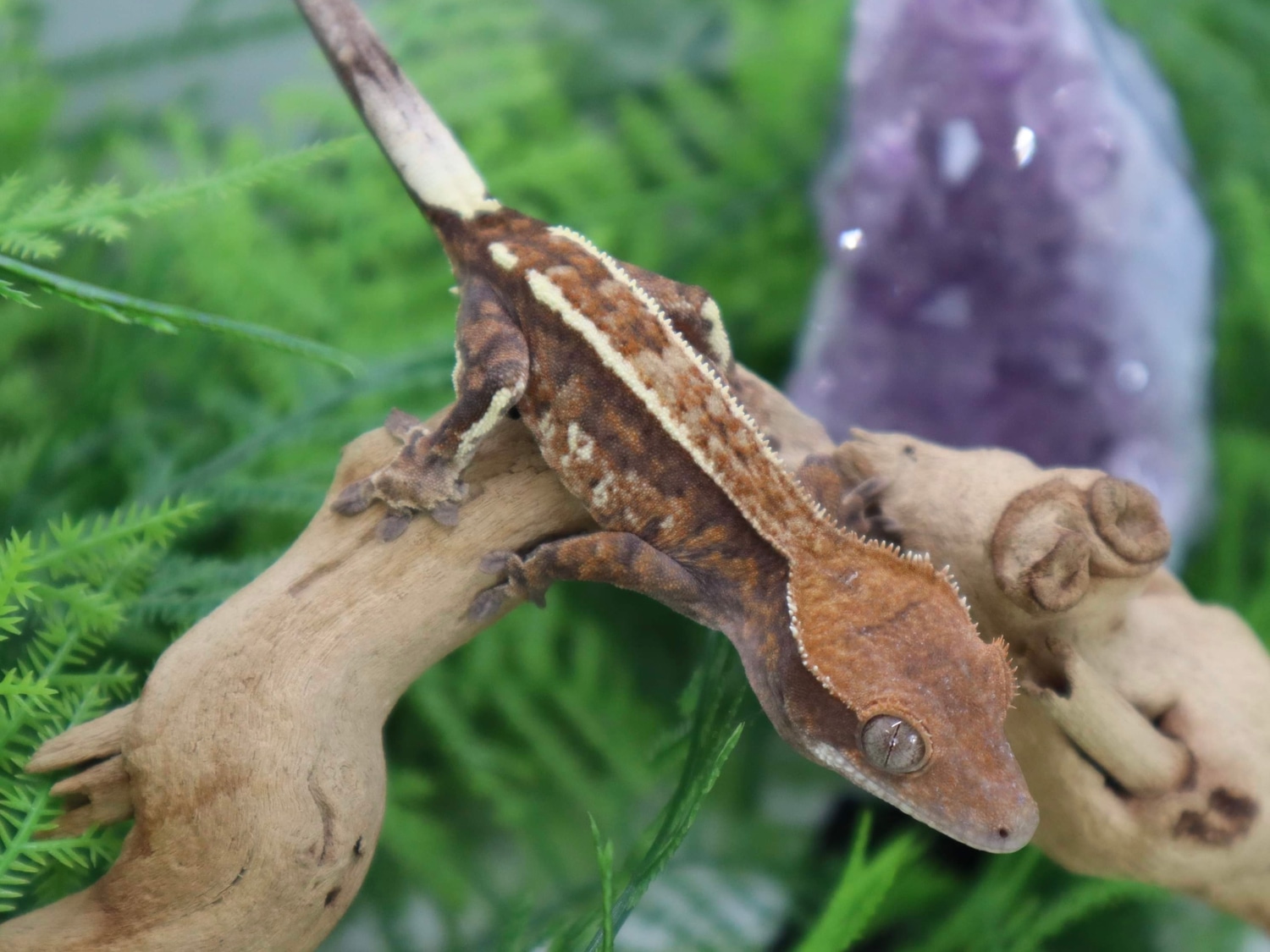 Cappuccino *FREE SHIPPING* N.V.P. Partial Pinstripe Harlequin Crested ...