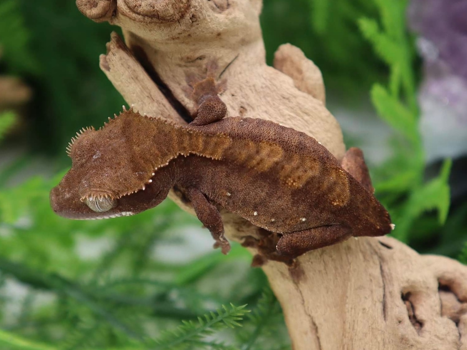 N.V.P. Spotless Dark Base Bicolor With Portholes Crested Gecko by Fangs ...
