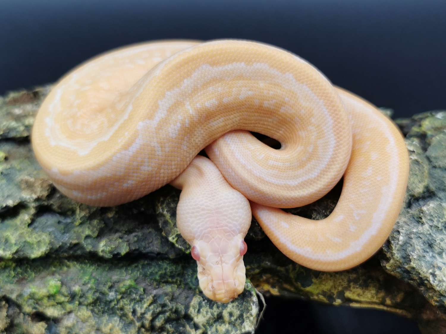 Black Pastel Pinstripe Albino Ball Python by Fantastic Snake Balls ...
