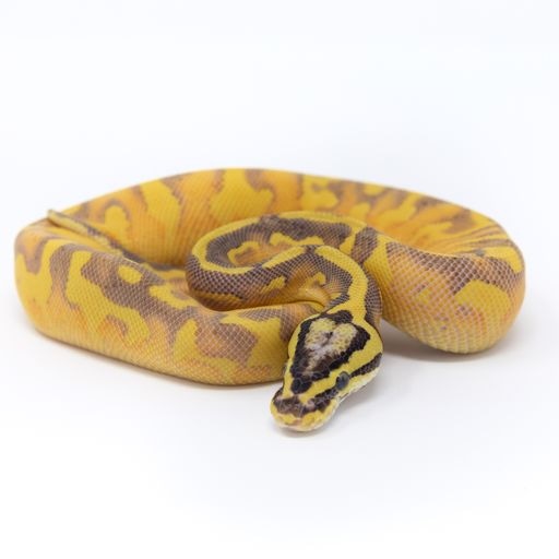 Pastel Enchi Super Gravel Ball Python by Fantastic Herps - MorphMarket