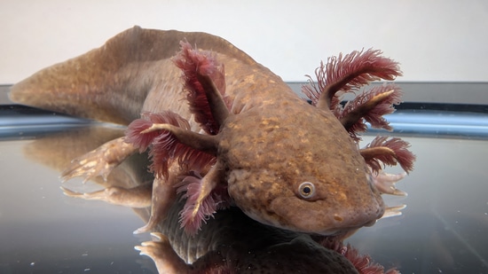 Iridophore Copper Axolotl by Fantastic Axolotl