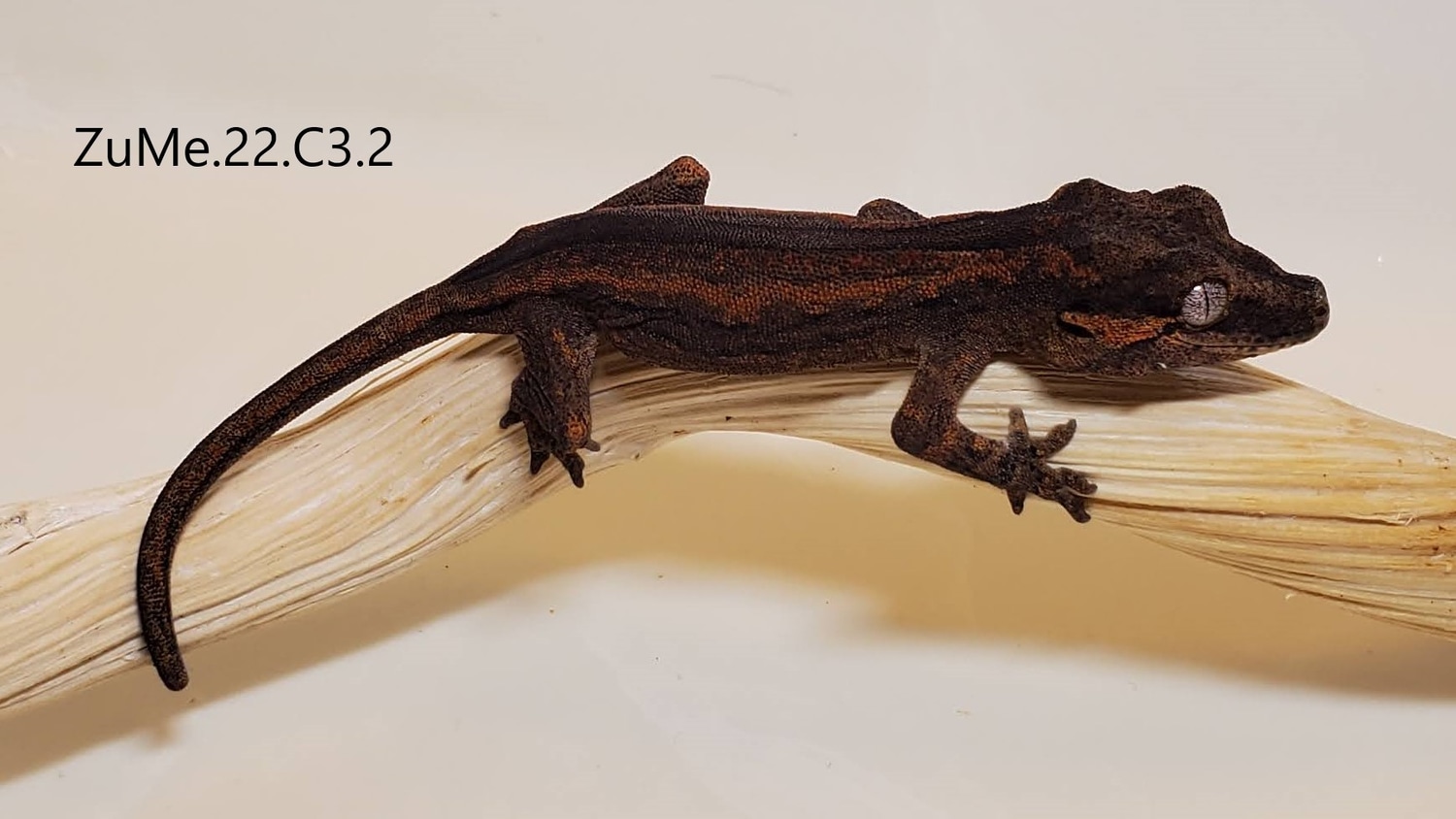 Dark Base Orange Stripe Gargoyle Gecko by Fantastic Reptile Morphs ...