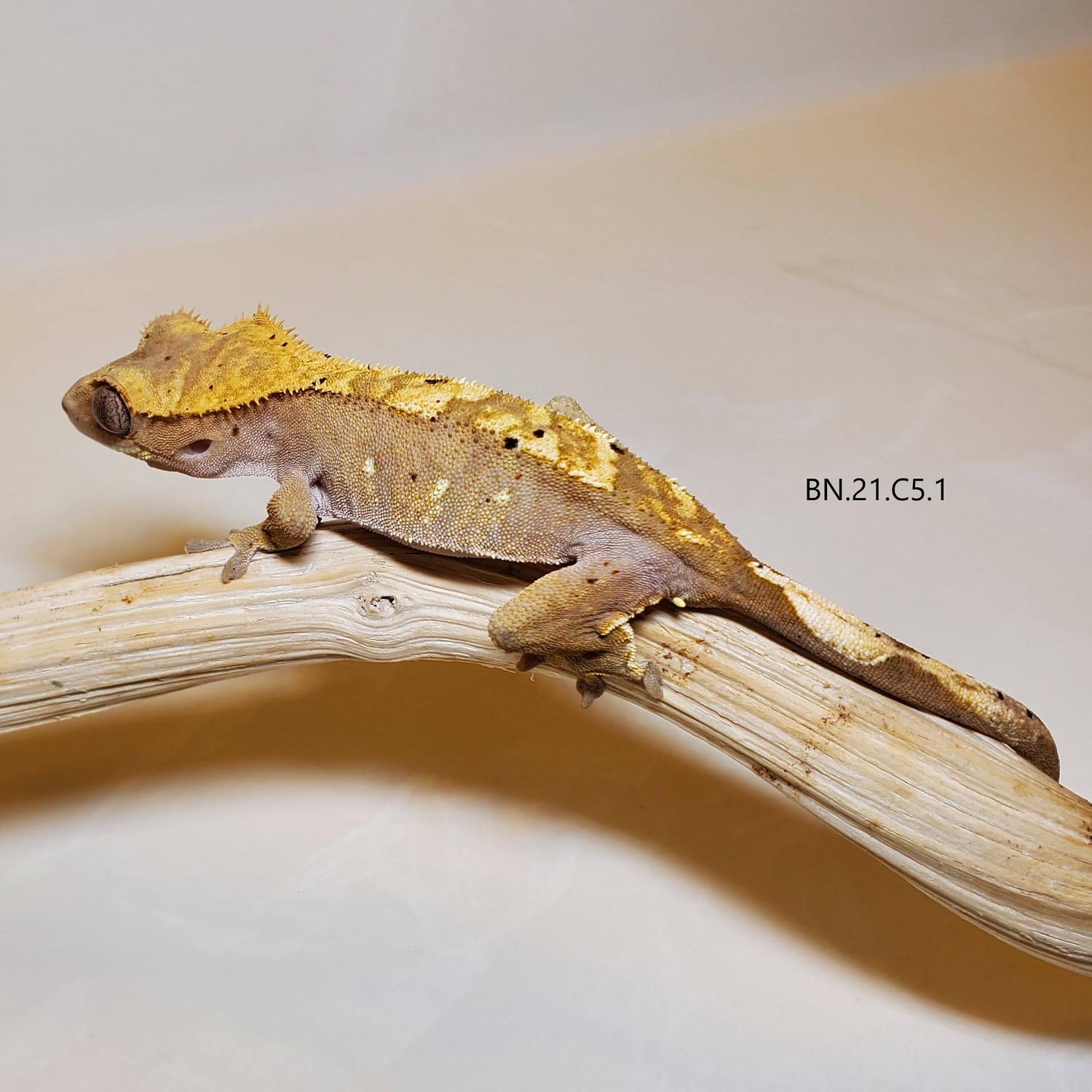 Red Firing Flame With Dalmation Spots Crested Gecko by Fantastic ...