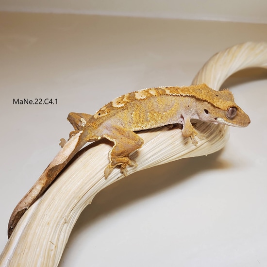 Red Firing Flame With Some Dalmation Spots Crested Gecko by Fantastic ...