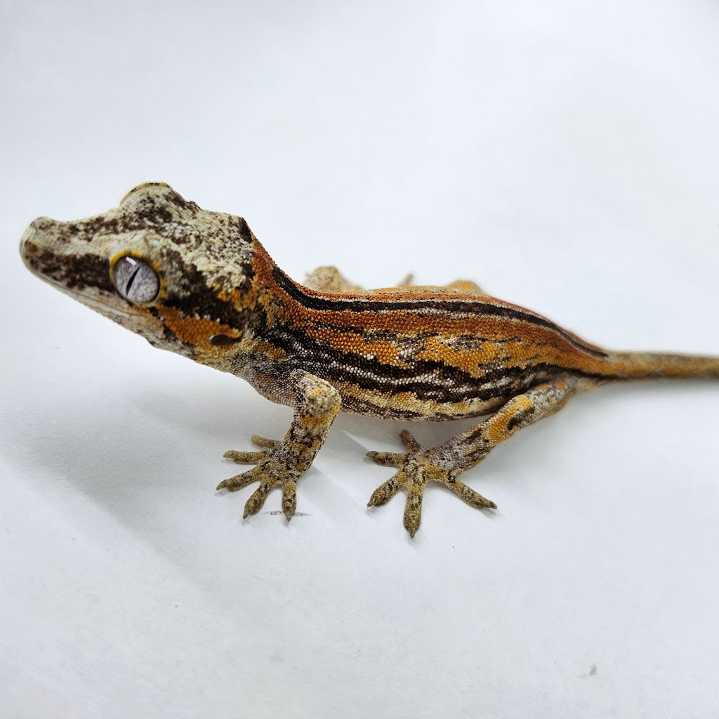 Fantastic Reptile Morphs's Collection - MorphMarket