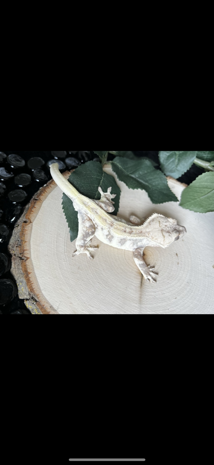 Zombie Line Lilywhite Crested Gecko by Fantasy Geckos - MorphMarket
