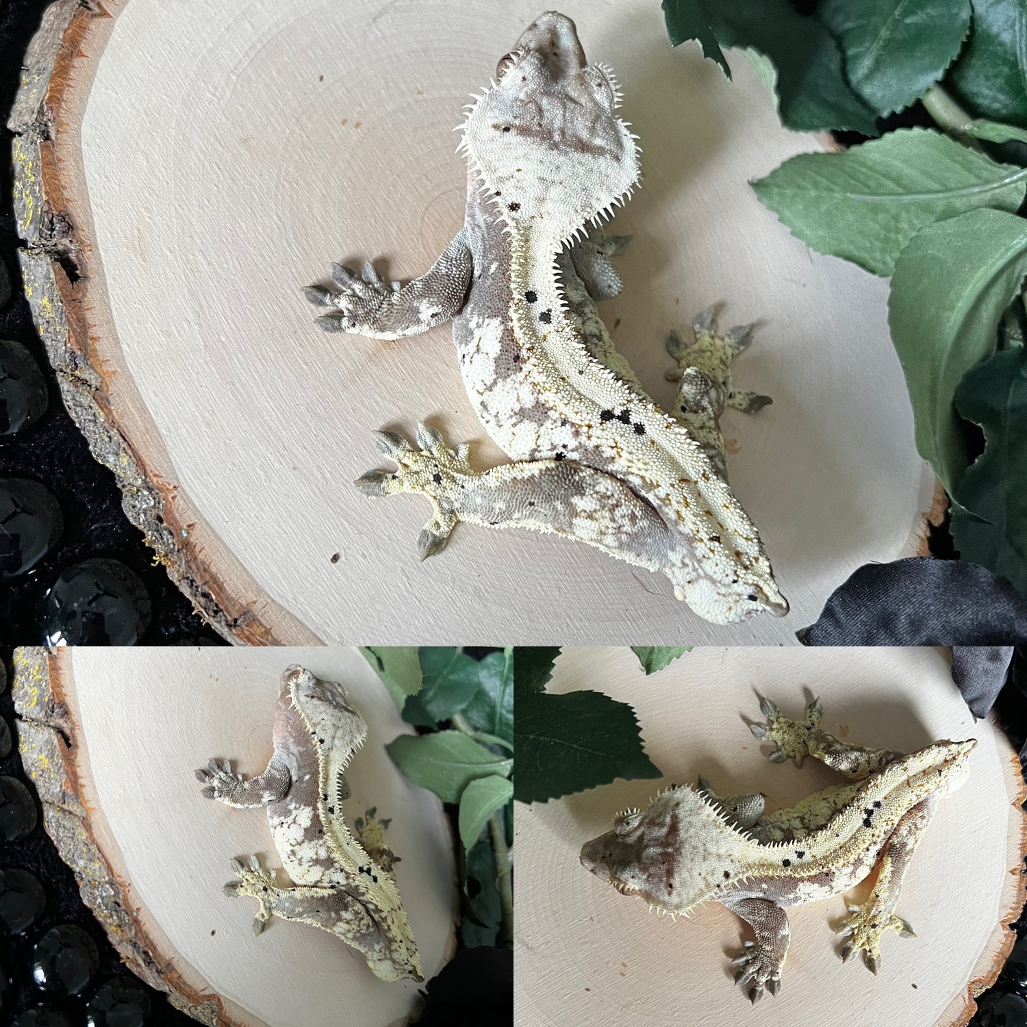 Lavender Crested Gecko by Fantasy Geckos - MorphMarket