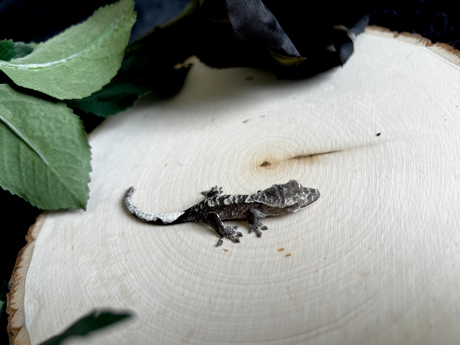 Axanthic Crested Gecko by Fantasy Geckos - MorphMarket