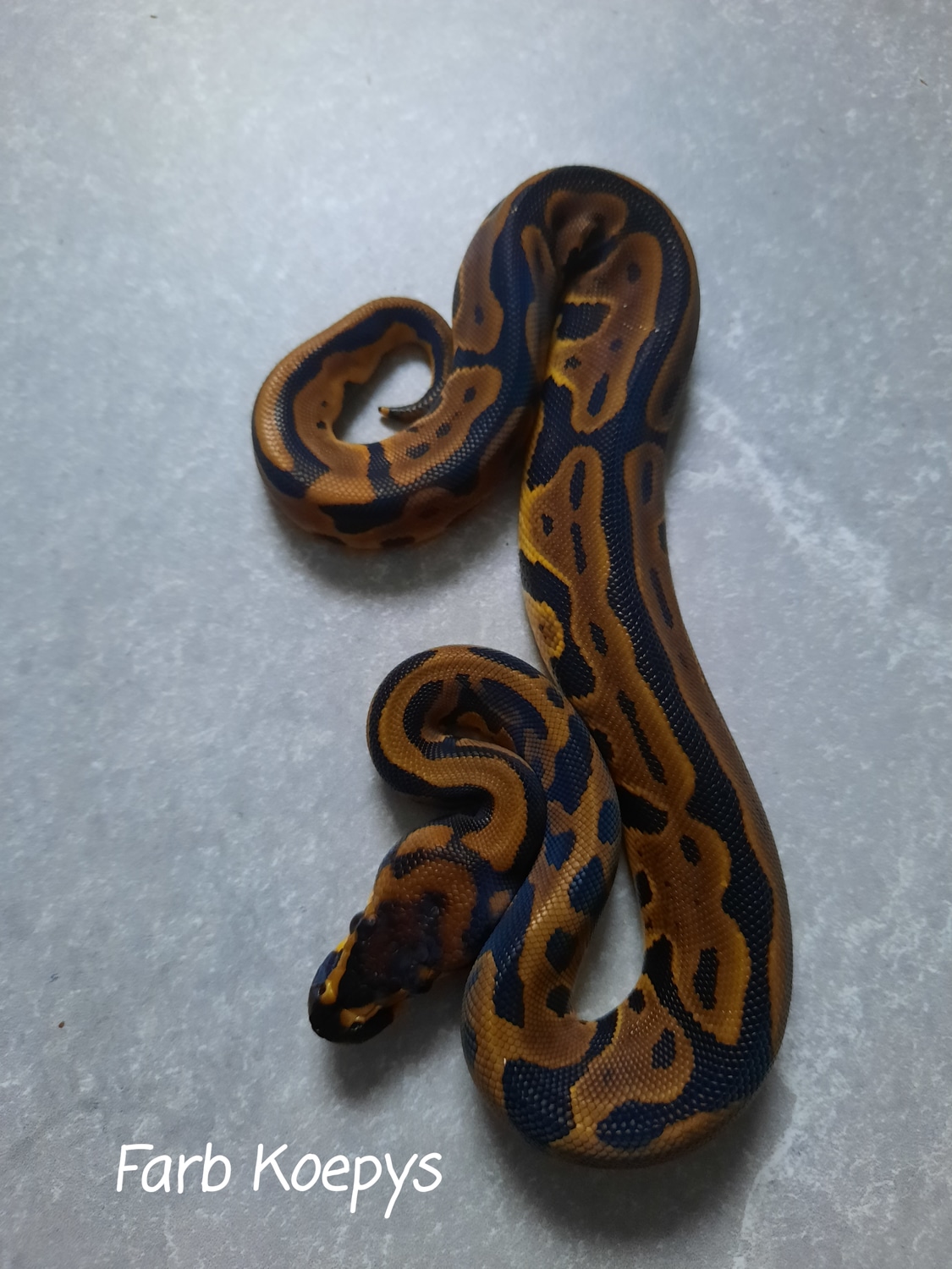Leopard Poss Het Clown Pied Ball Python by Farb Koepys - MorphMarket