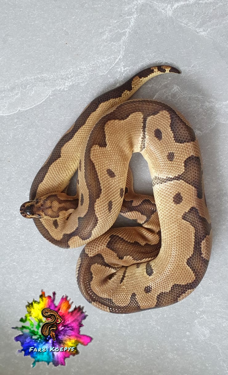 Blaze Clown Ball Python by Farb Koepys - MorphMarket