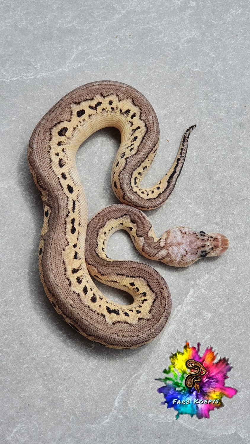 Pewter Clown Ball Python by Farb Koepys - MorphMarket