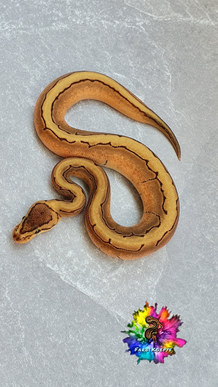 Blaze Enchi Pinstripe Dh Ghost Ultramel Ball Python by Farb Koepys ...