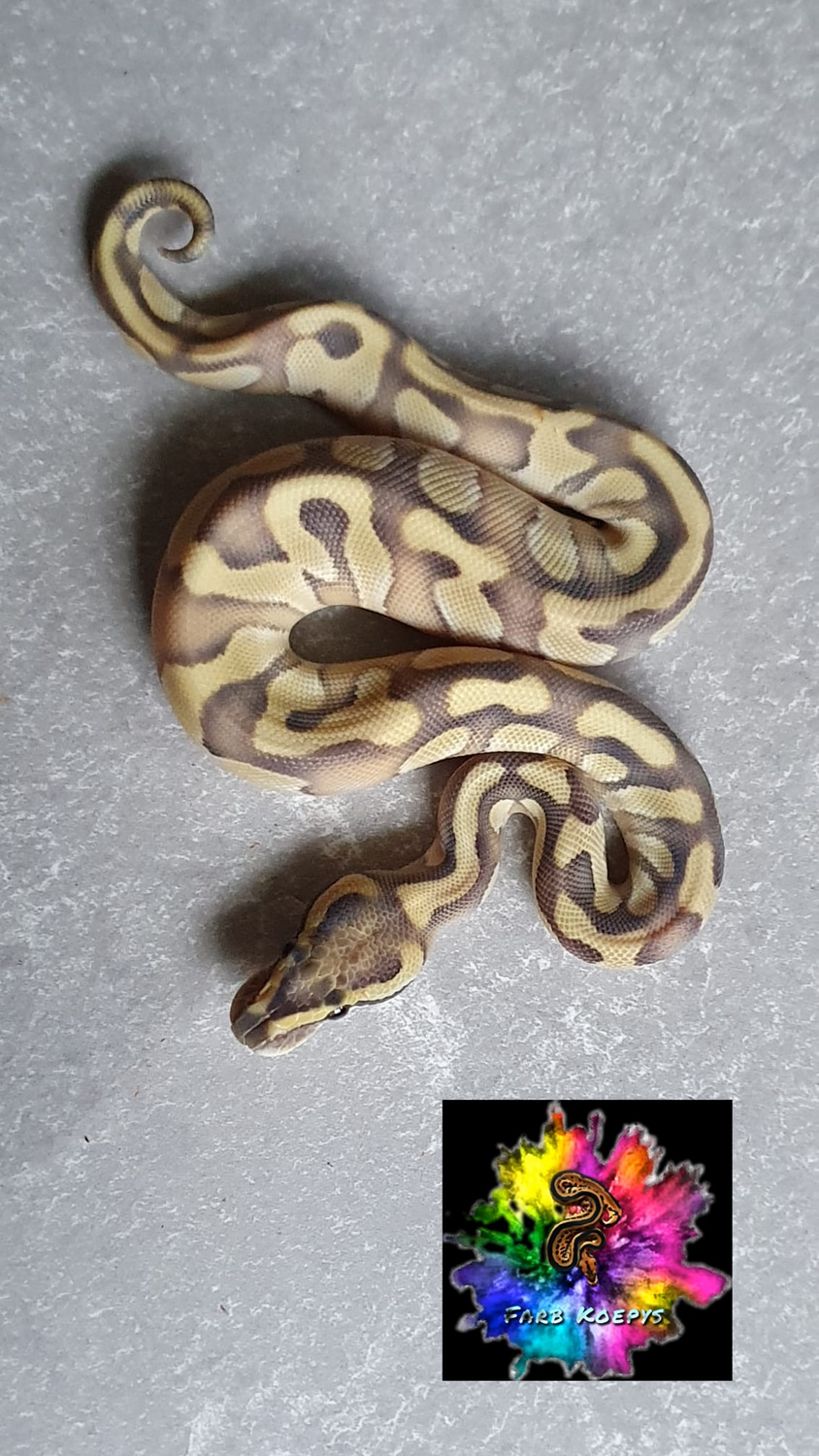 Butter Enchi Desert Ghost Ball Python by Farb Koepys - MorphMarket