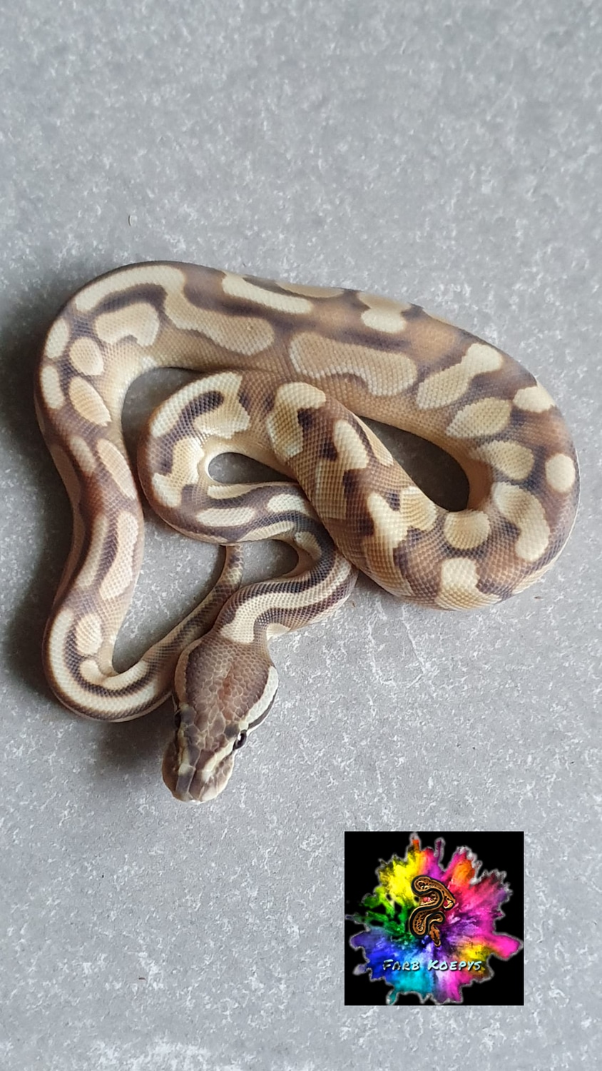 Butter Enchi Desert Ghost Poss Fire Ball Python by Farb Koepys ...