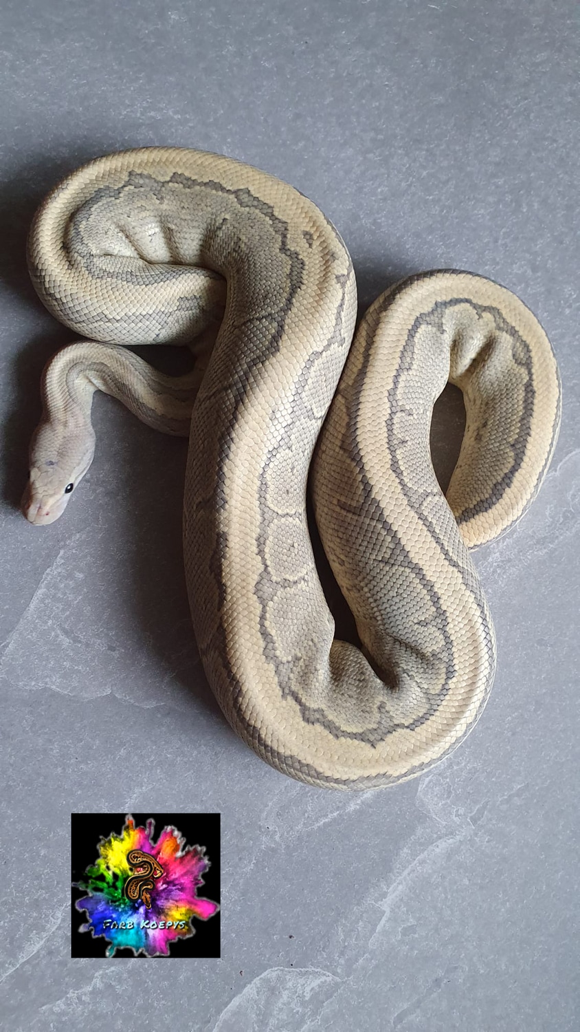 Fire Pinstripe Ghost Ball Python by Farb Koepys - MorphMarket