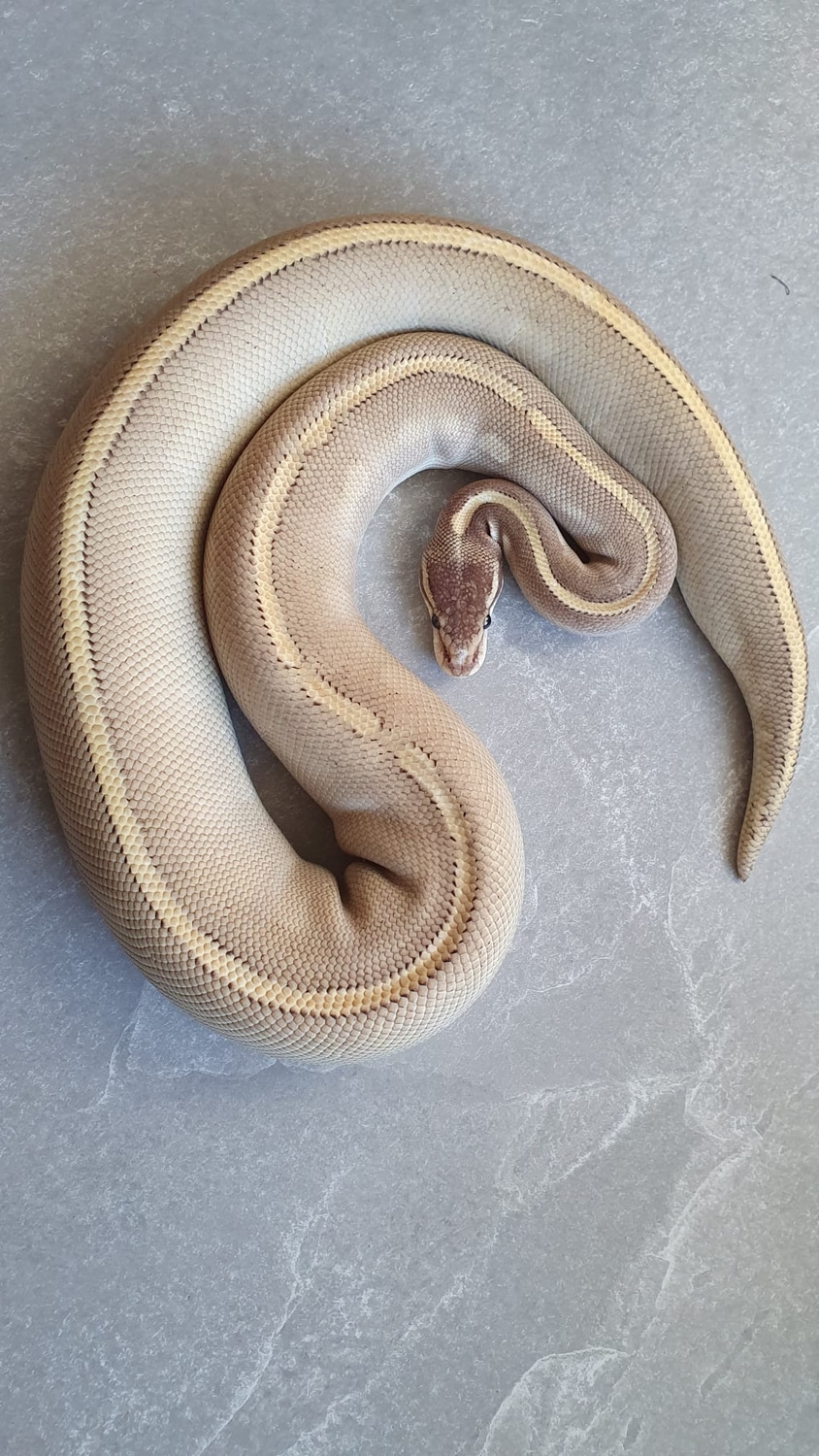 Phatom Potion Yellowbelly Het Ghost Ball Python by Farb Koepys ...