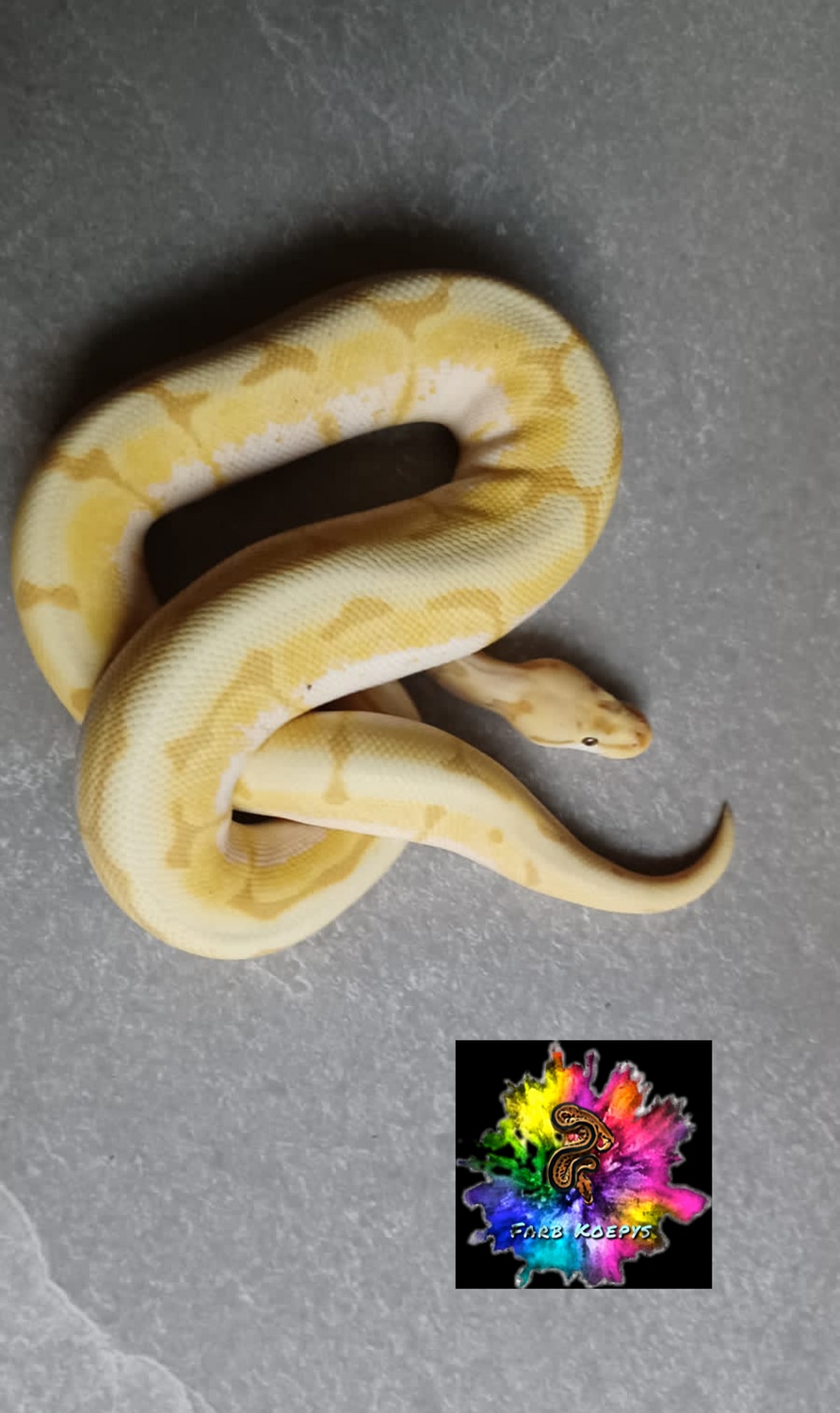 Banana Enchi Ghost Mojave Spider Ball Python by Farb Koepys - MorphMarket