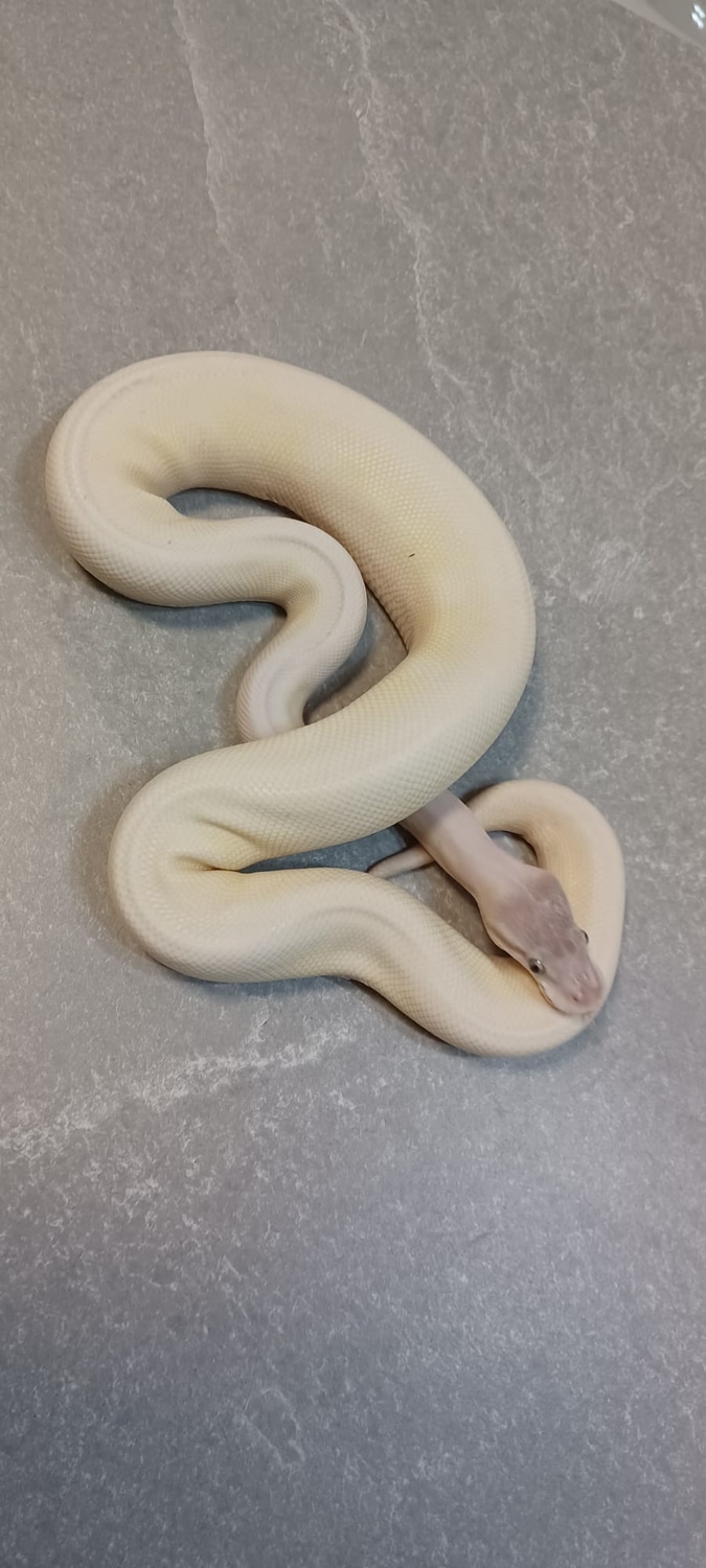 Super Mojave Poss LC Black Magic Ball Python by Farb Koepys - MorphMarket