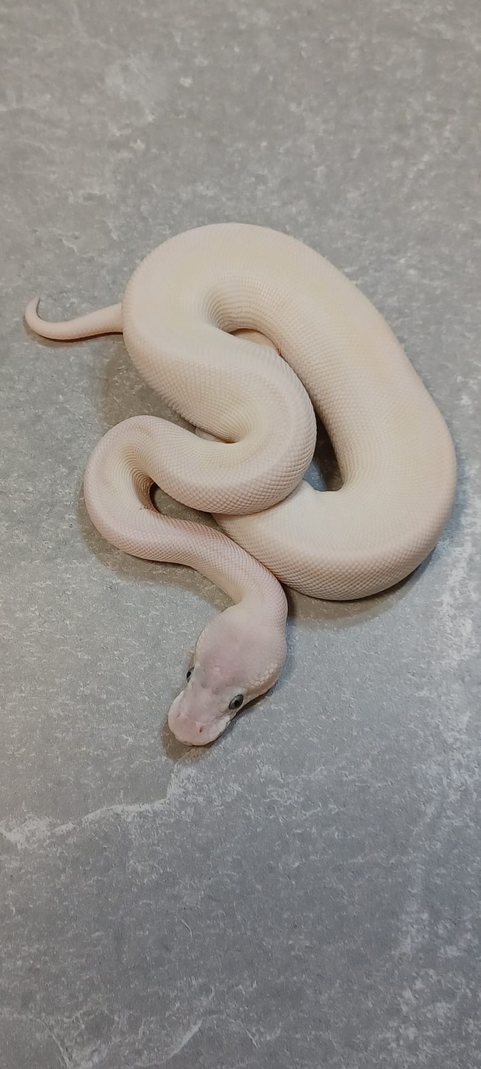 Super Mojave Poss LC Black Magic Ball Python by Farb Koepys - MorphMarket