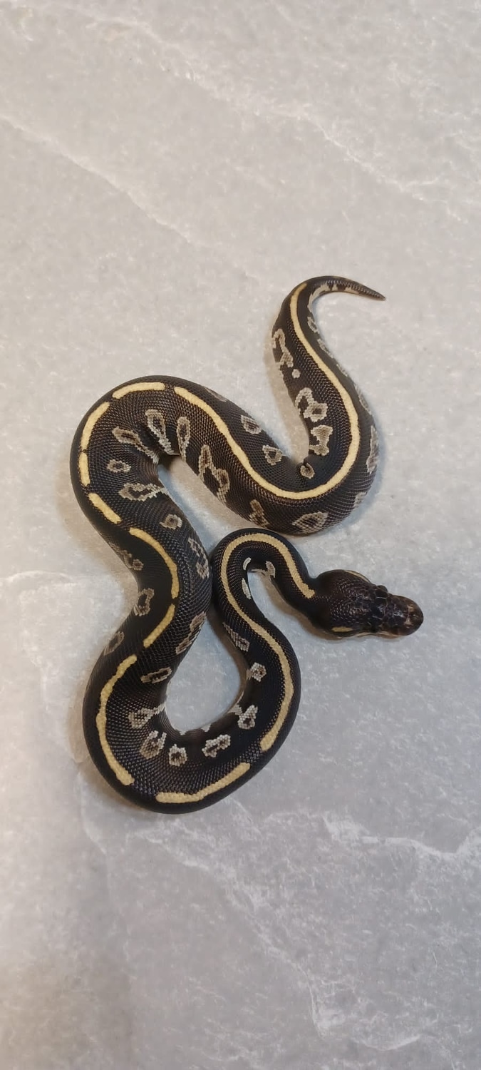 Mojave Super LC Black Magic Ball Python by Farb Koepys - MorphMarket