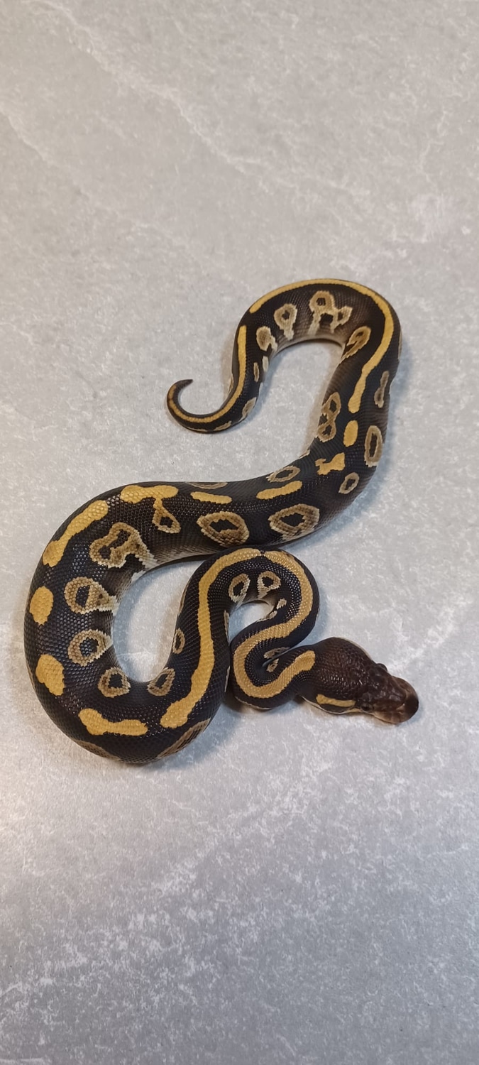 Mojave LC Black Magic Ball Python by Farb Koepys - MorphMarket