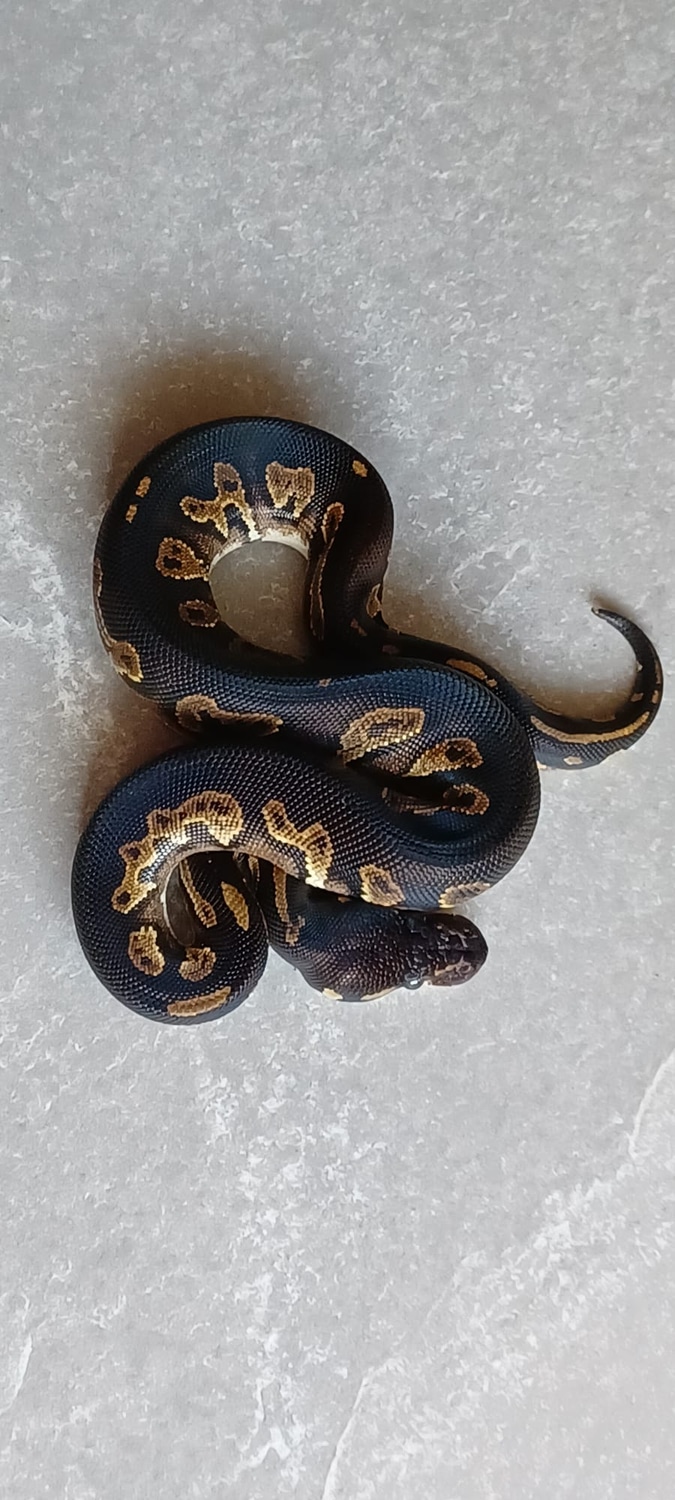 Super Black Head Het Ghost Ball Python by Farb Koepys - MorphMarket