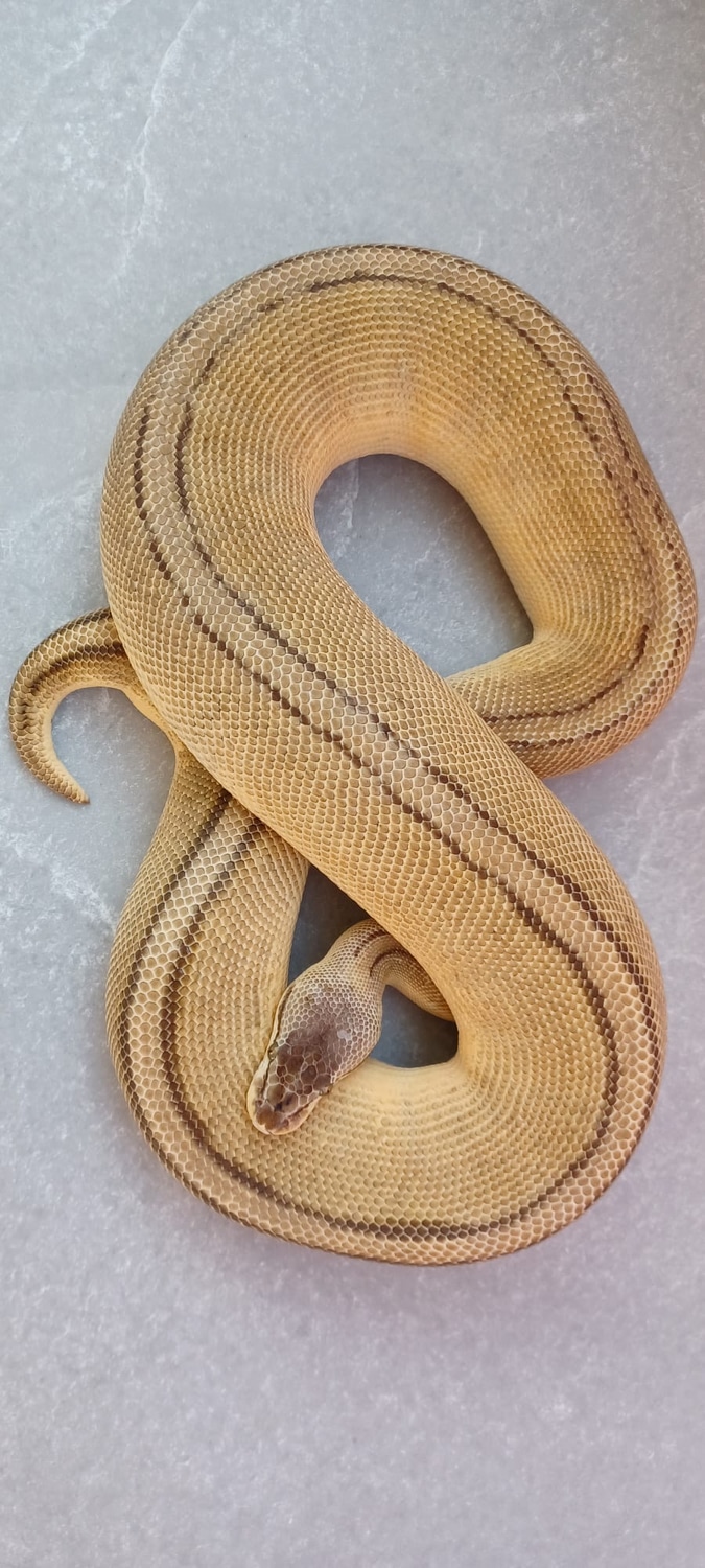 Super Pastel Genetic Stripe Ball Python by Farb Koepys - MorphMarket