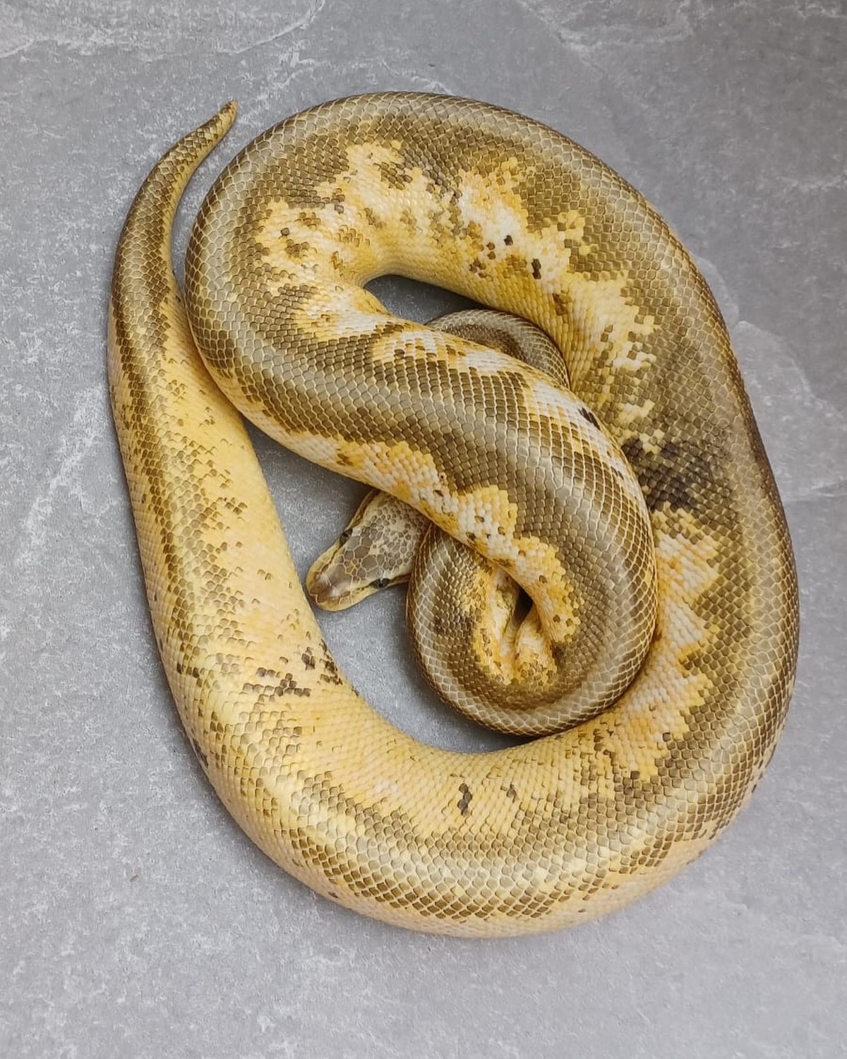 Cailco Enchi Killer Pinstripe Paradox Ball Python by Farb Koepys ...