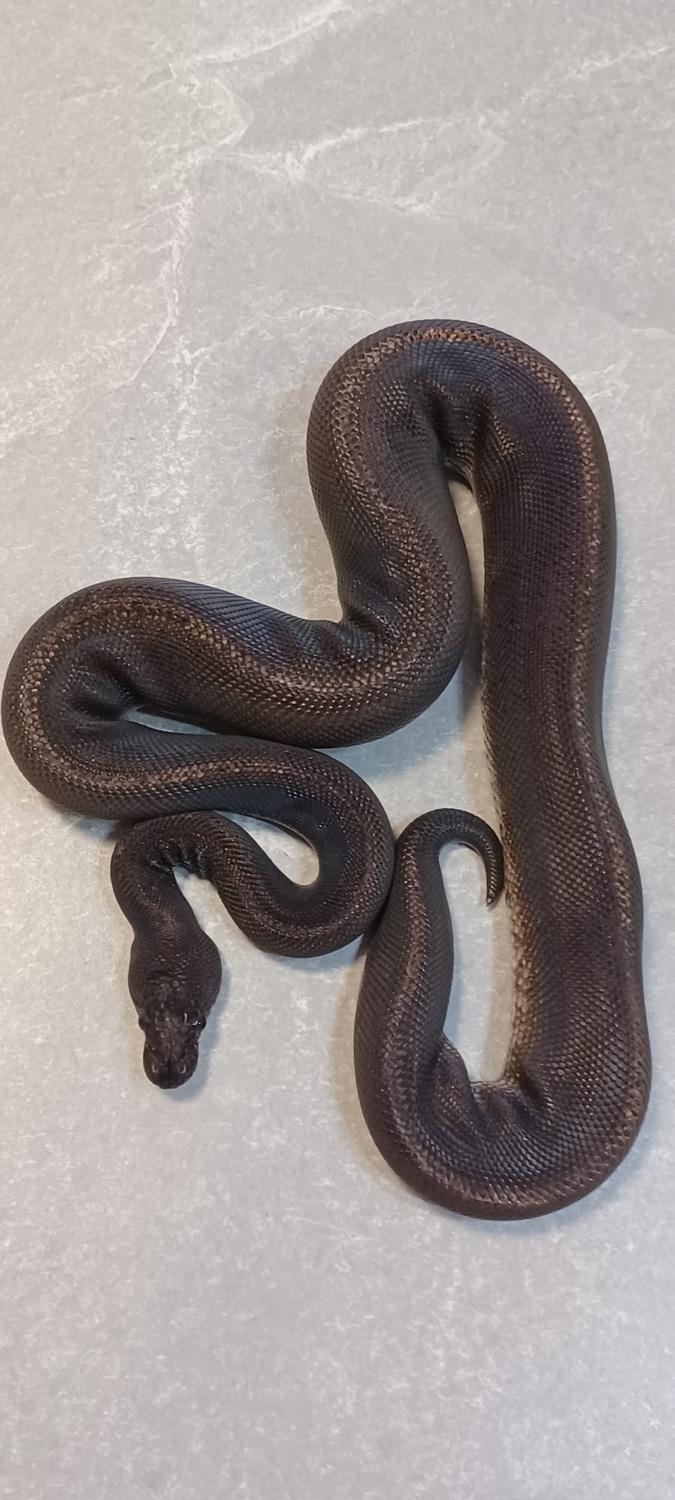 Super LC Black Magic Cinnamon Pinstripe Ball Python by Farb Koepys - MorphMarket