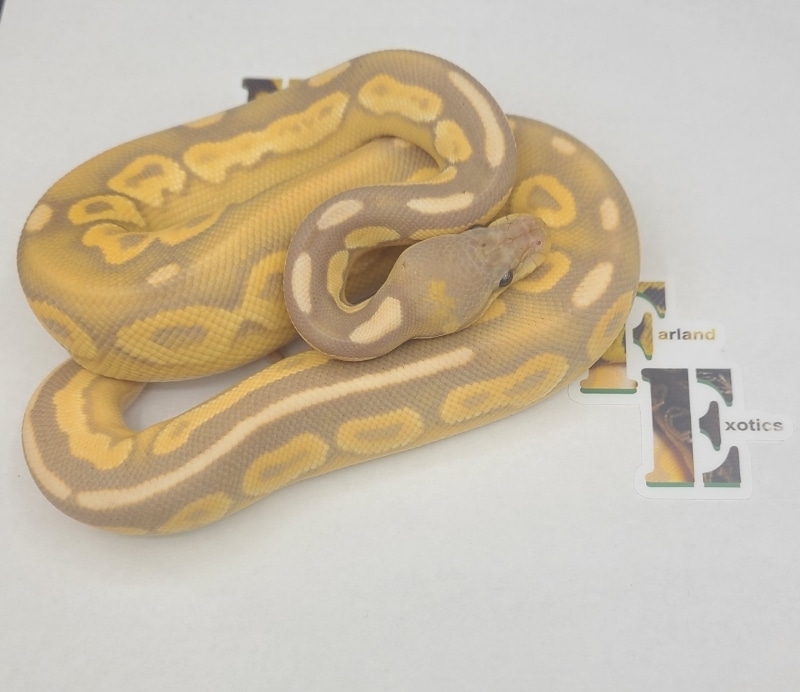 Banana Cinnamon Pastel Mojave Ball Python by Farland Exotics - MorphMarket