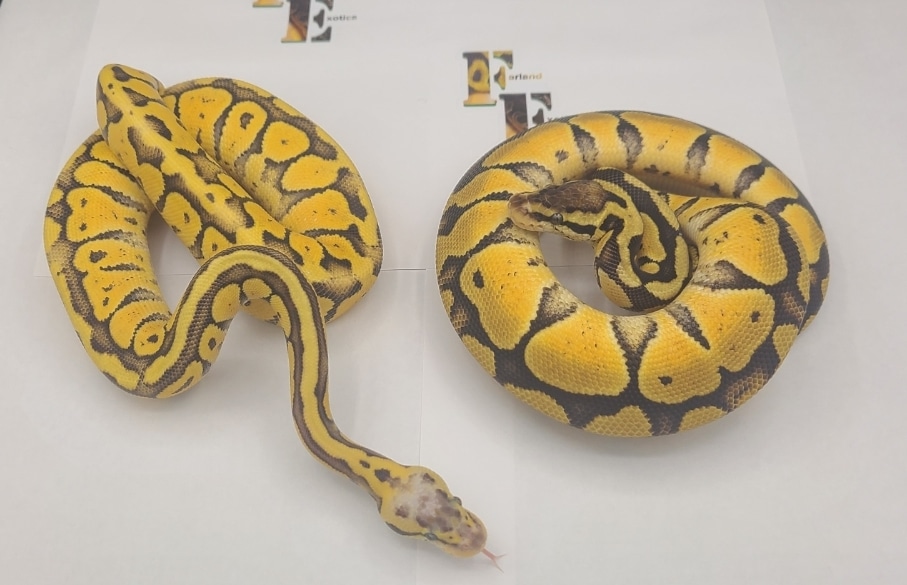 PAIR Super Pastel & Pastel 100% Het Puzzle 50% Het Carmel Ball Python ...