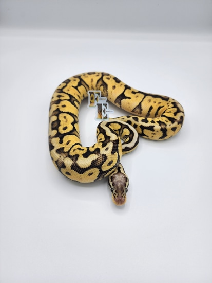Super Pastel Spotnose 100% Het Puzzle Ball Python by Farland Exotics