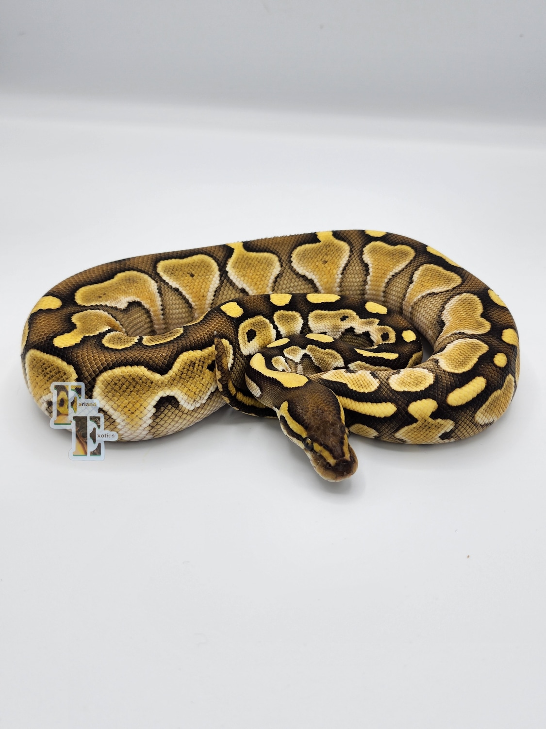 Butter 100% Het Puzzle Ball Python by Farland Exotics - MorphMarket