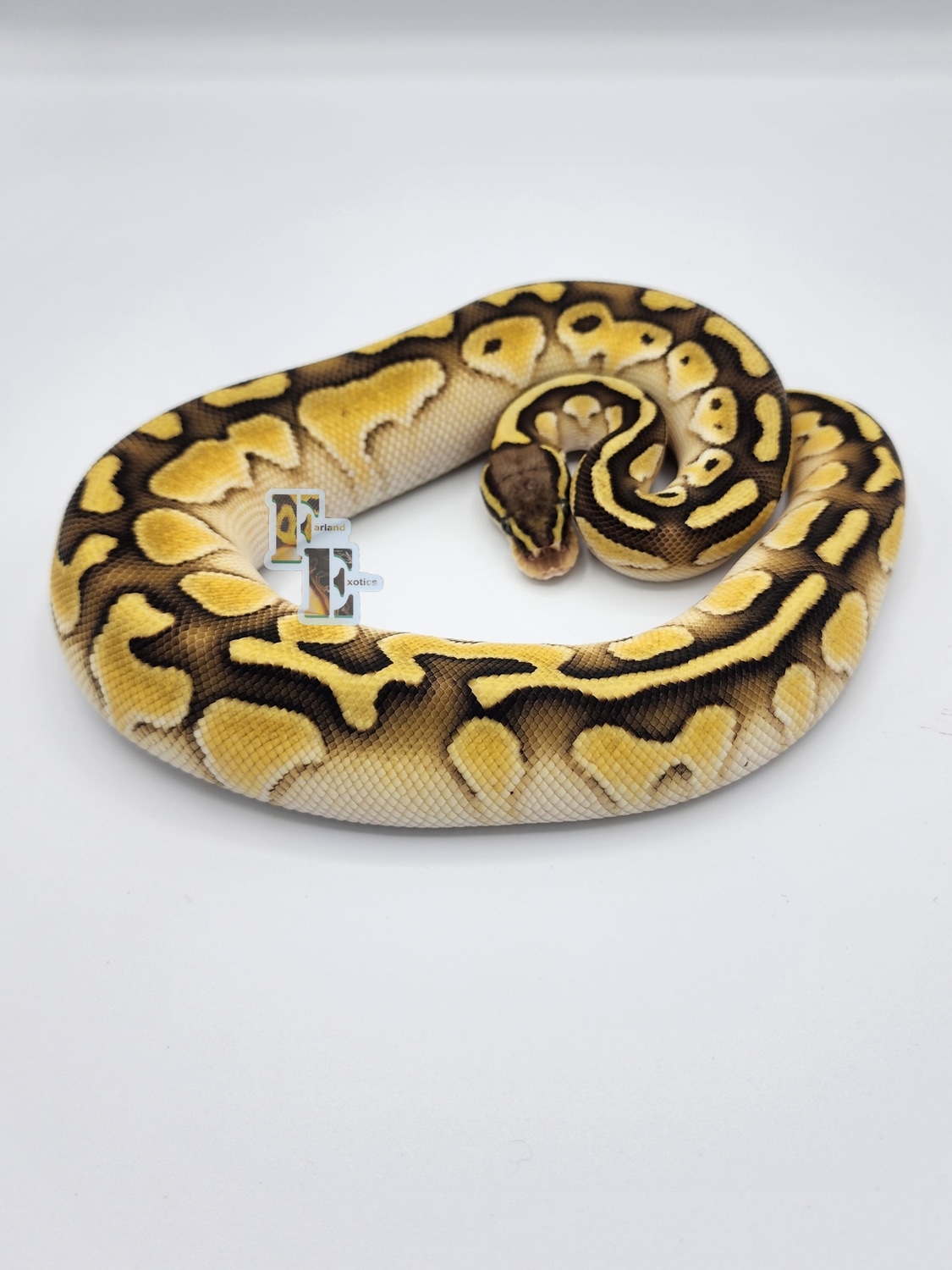Pastel Butter 100% Het Puzzle Ball Python by Farland Exotics - MorphMarket