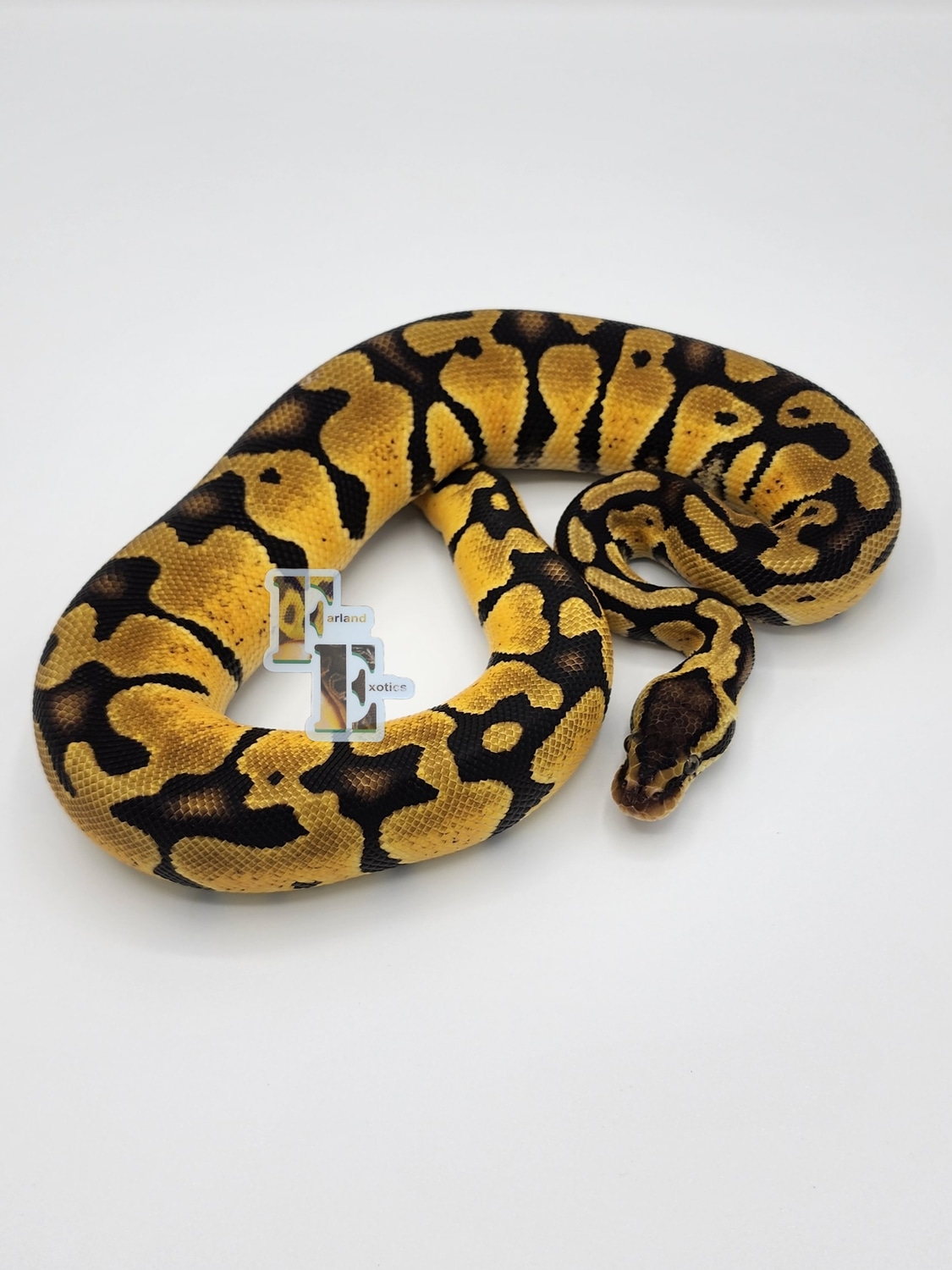 Pastel 100% Het Puzzle Ball Python by Farland Exotics - MorphMarket