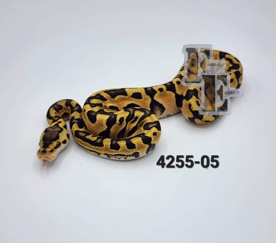 Pastel Puzzle Ball Python by Farland Exotics