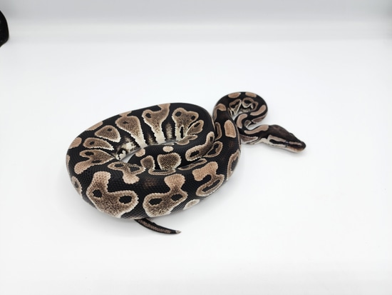 TSK Axanthic Het Clown Ball Python by Farland Exotics