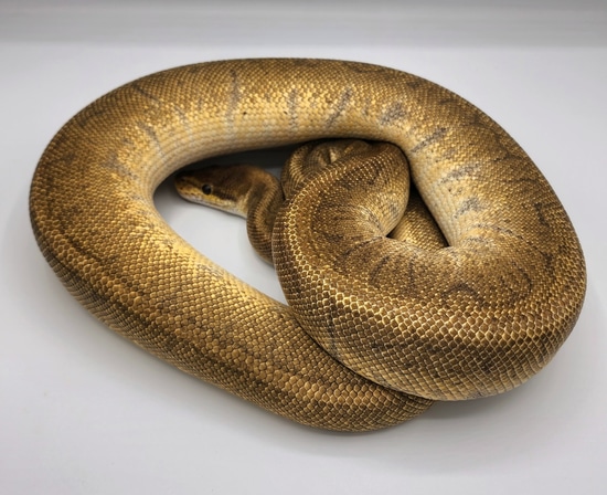 1.2 Sunset Clown Project Ball Python by Farland Exotics